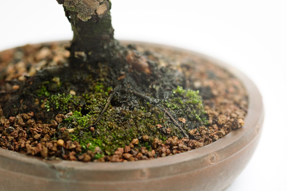 Causes Of Mold Growth On Bonsai Tree & How To Get Rid of It - Bonsai ...